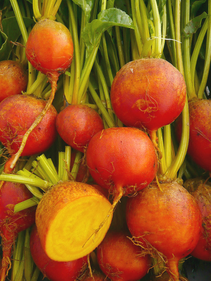 Beet, 'Touchstone Gold' | Uprising Seeds