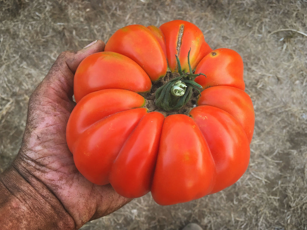 Tomato, 'Vernazza' | Uprising Seeds