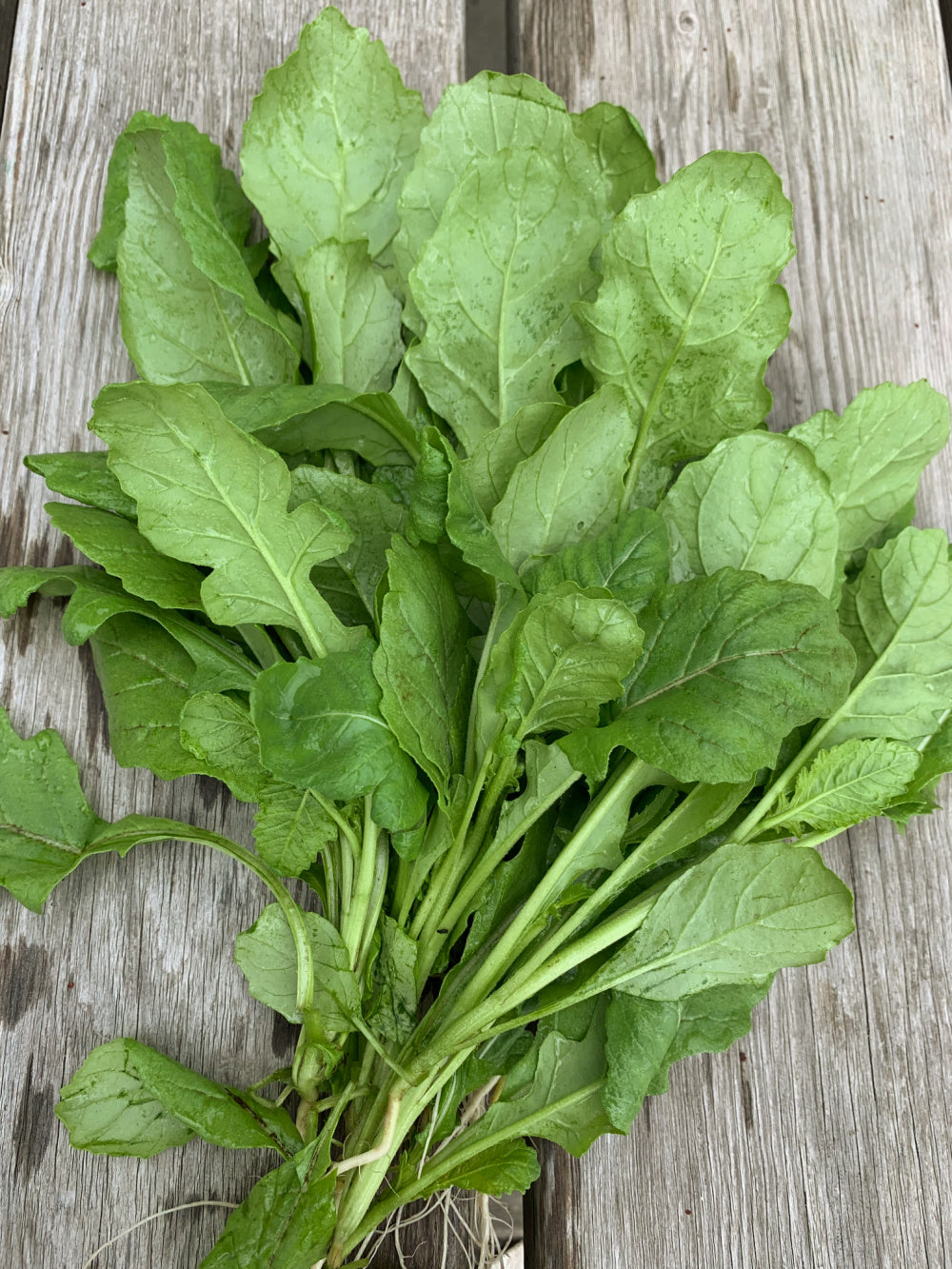 Arugula, 'Wasabi' | Uprising Seeds