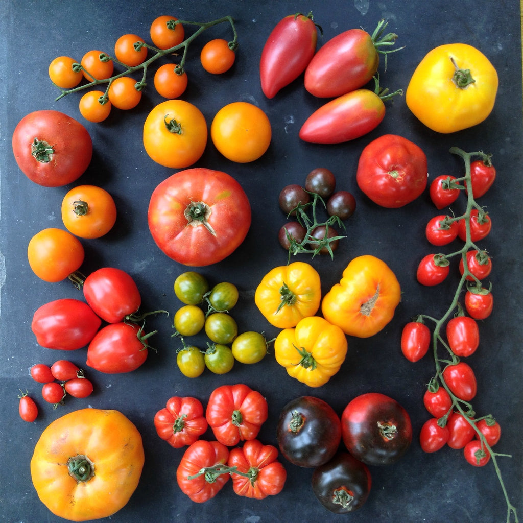 Tomato, 'Sheboygan' | Uprising Seeds