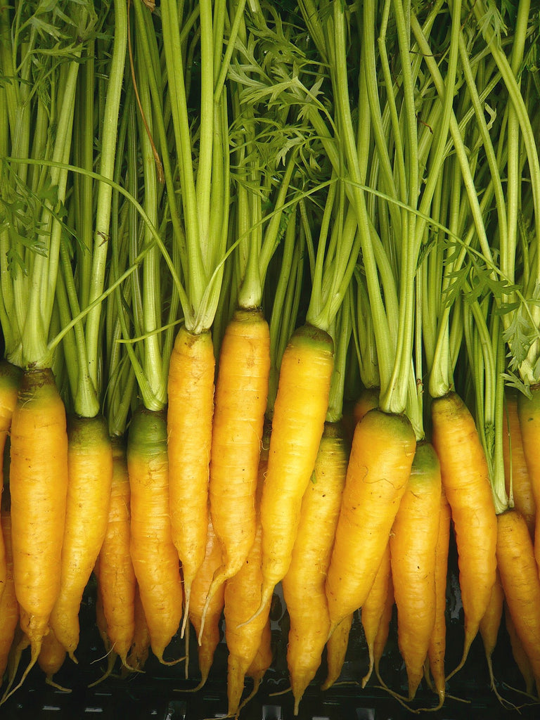 Carrot, 'Yellowstone' | Uprising Seeds